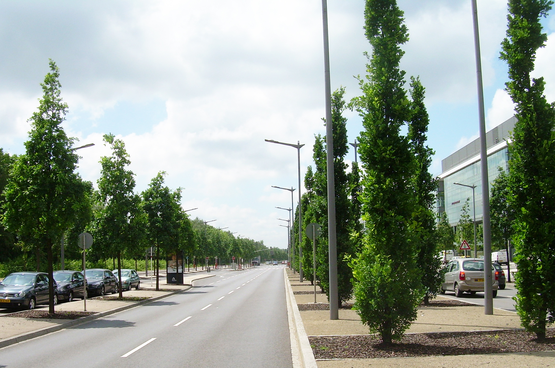 Quels Sont Les Arbres Les Plus Adaptés Aux Avenues Et Rues Larges
